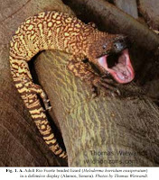 Species New to Science: [Herpetology • 2013] Taxonomic Reassessment and ...