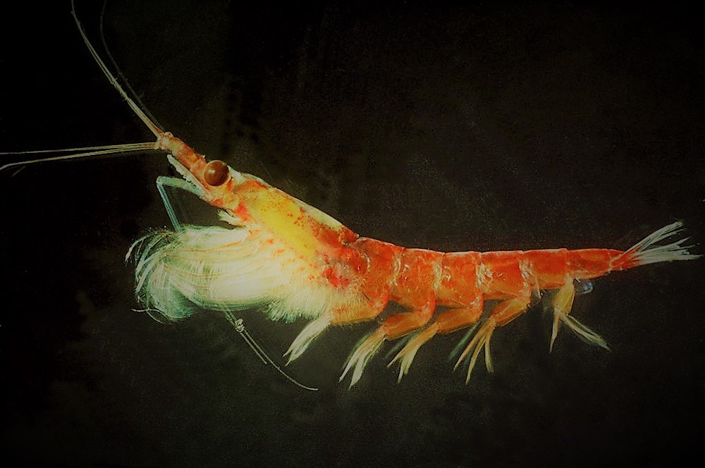 KRILL