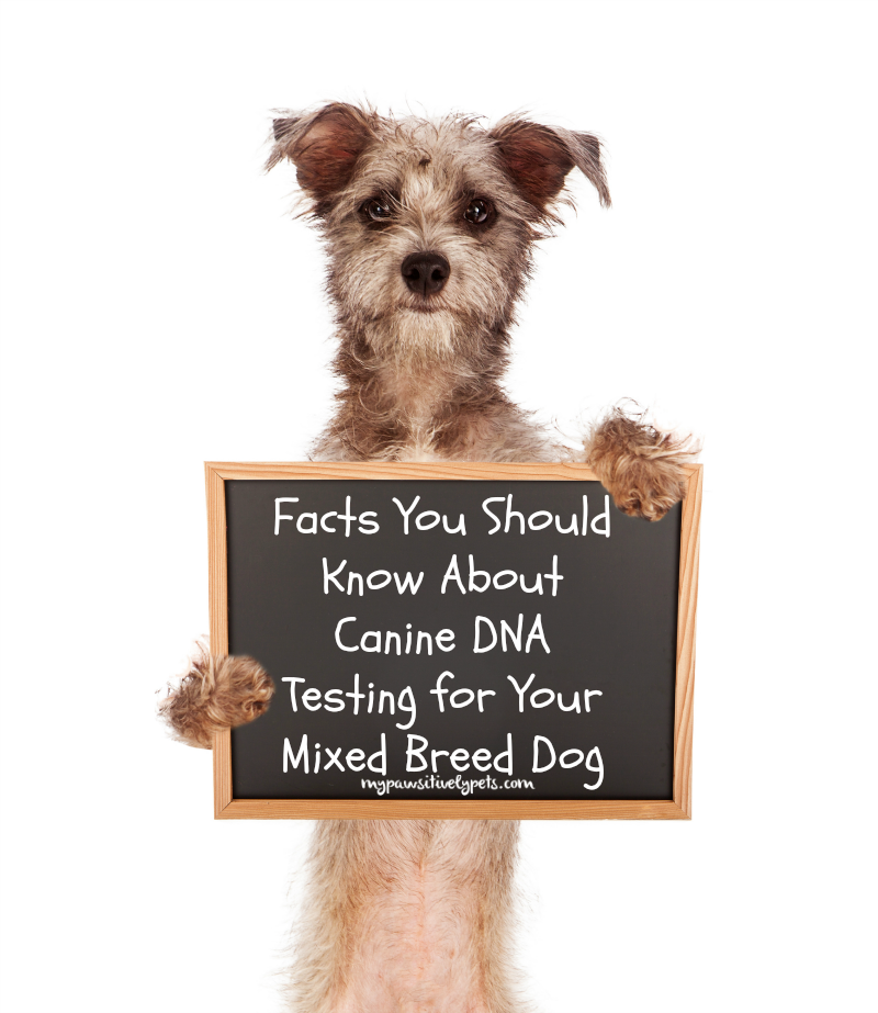 How To Determine What Your Mixed Breed Dog Is