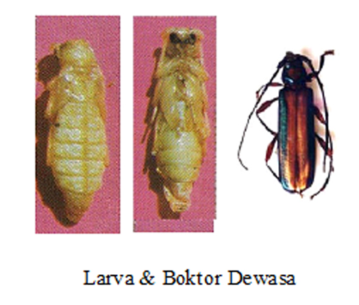 INFORMASI RIMBAWAN '91: HAMA PENGGEREK BATANG/ BOKTOR (xystrocera festiva)