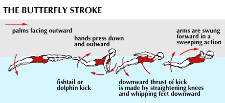 Dee's Guide For Swimming: The Four Strokes