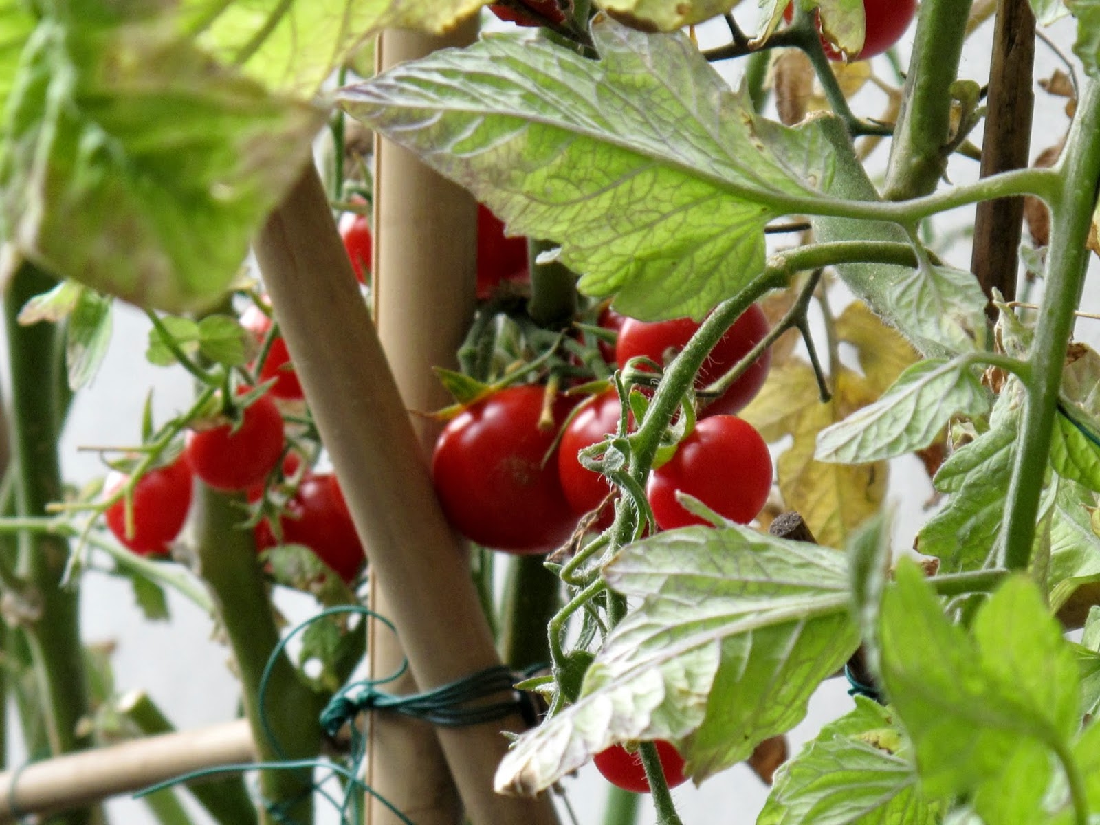 Altanhaven: Tomater, tomater, tomater