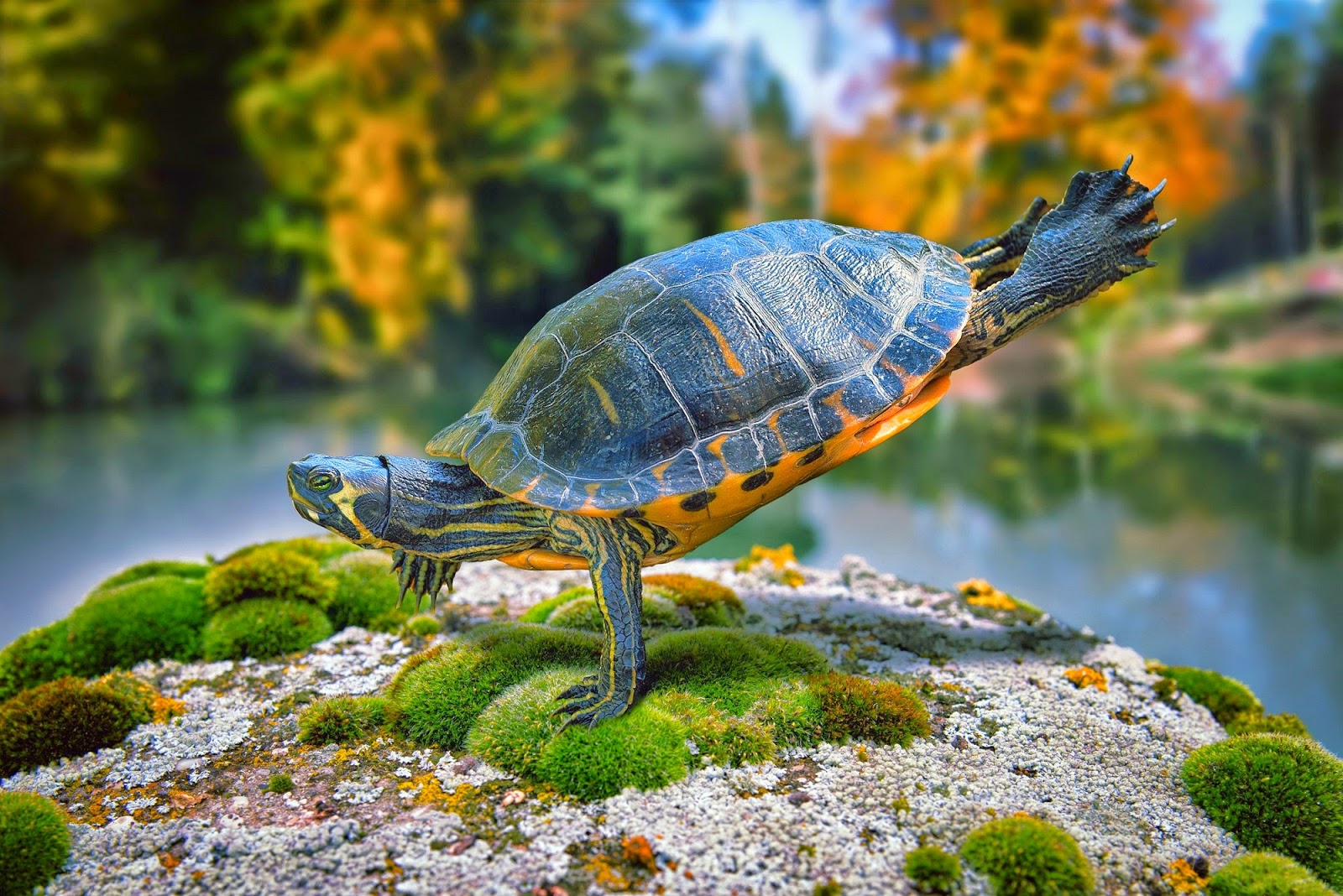 Sea Turtle - HD Wallpapers | Earth Blog