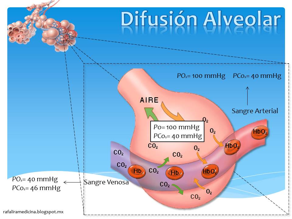 Fisiología de Omar Báez: Difusión alveolar