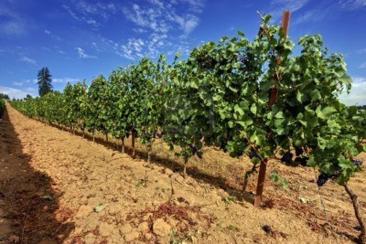 Fratelli Pasini: La Poda de la Vid