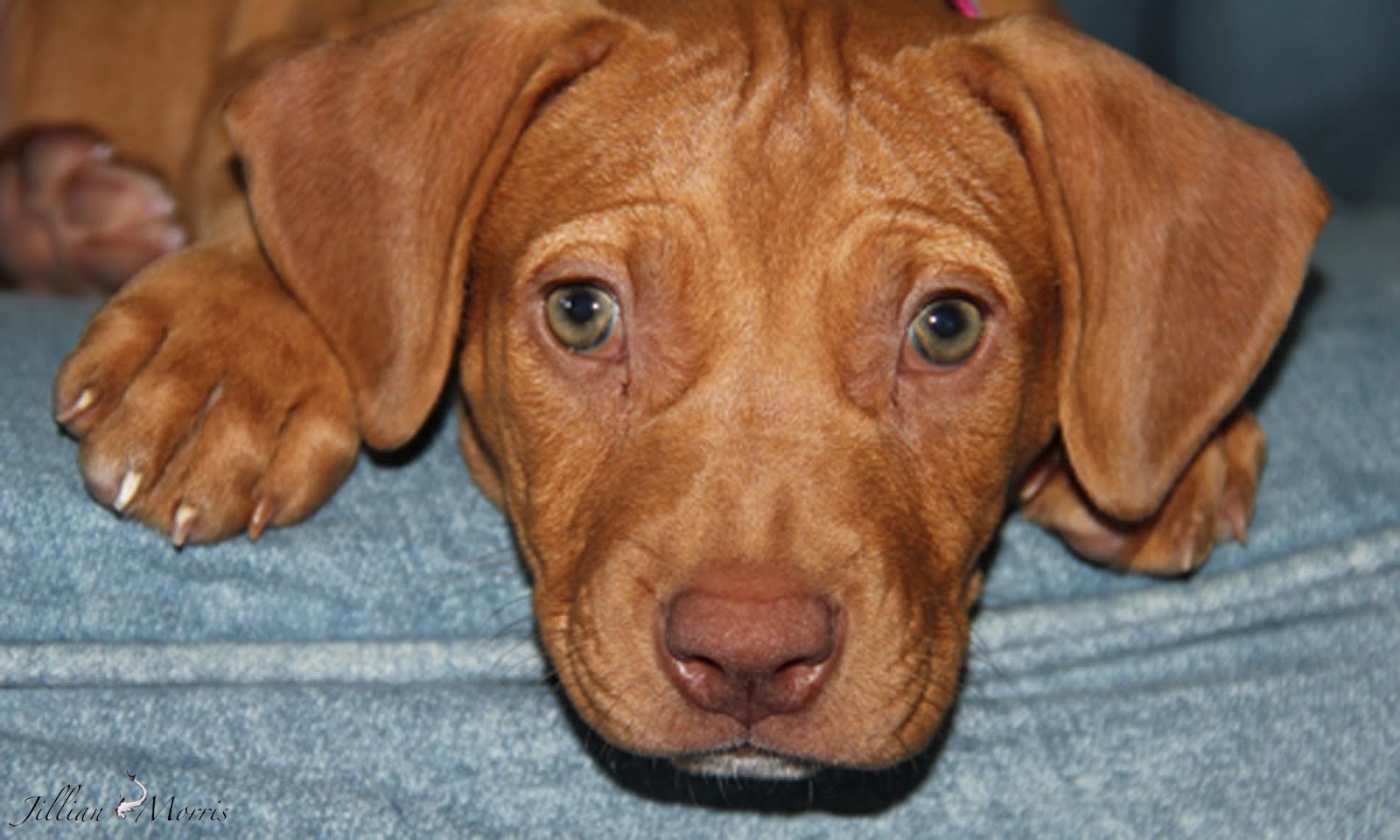 THE ADVENTURES OF SHARK GIRL : Meet Lusca: Our Little Sea Monster