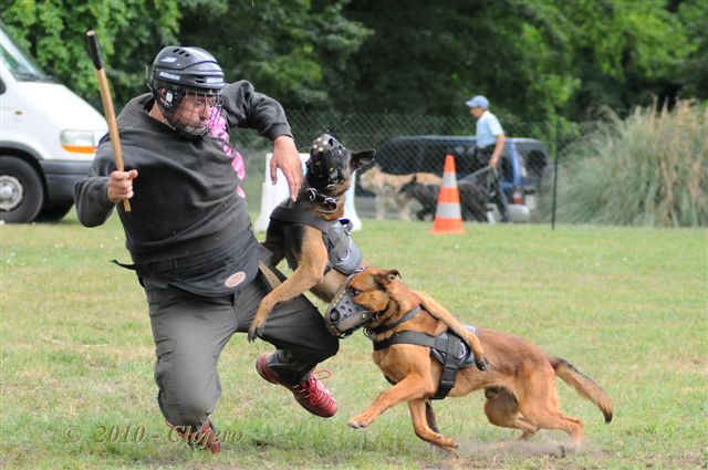 K911/17: UNITE CYNOPHILE LEGERE DE BORDEAUX