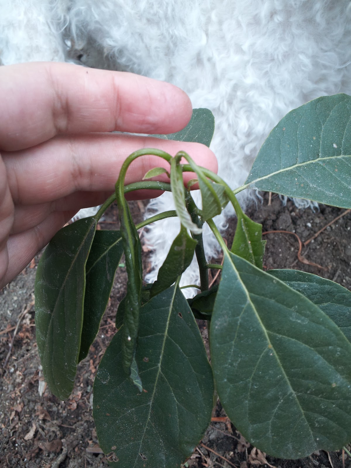 Gardening?: Avocado Tree transplant!