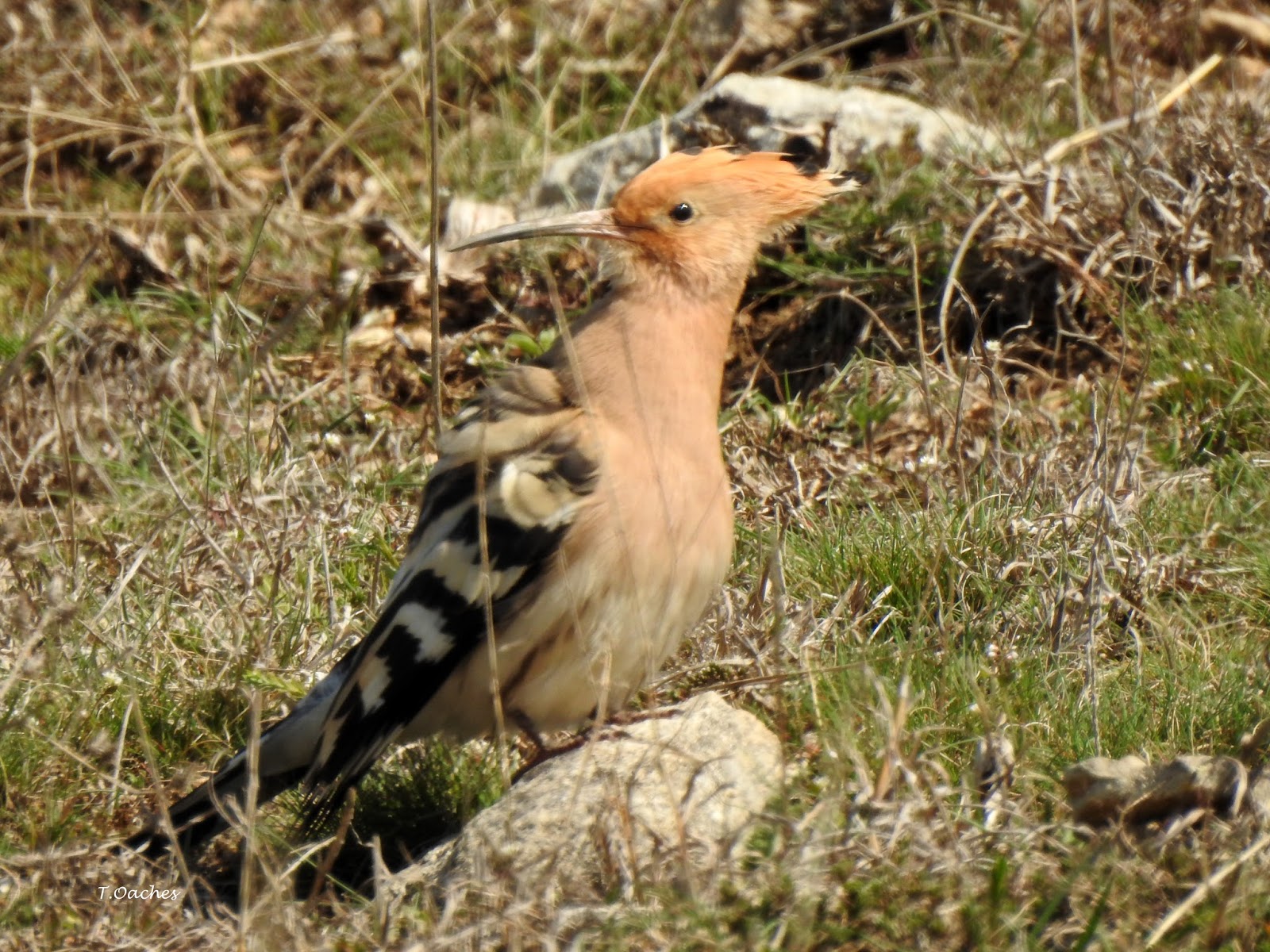 PASARI DIN ROMANIA: PUPAZA, Upupa epops