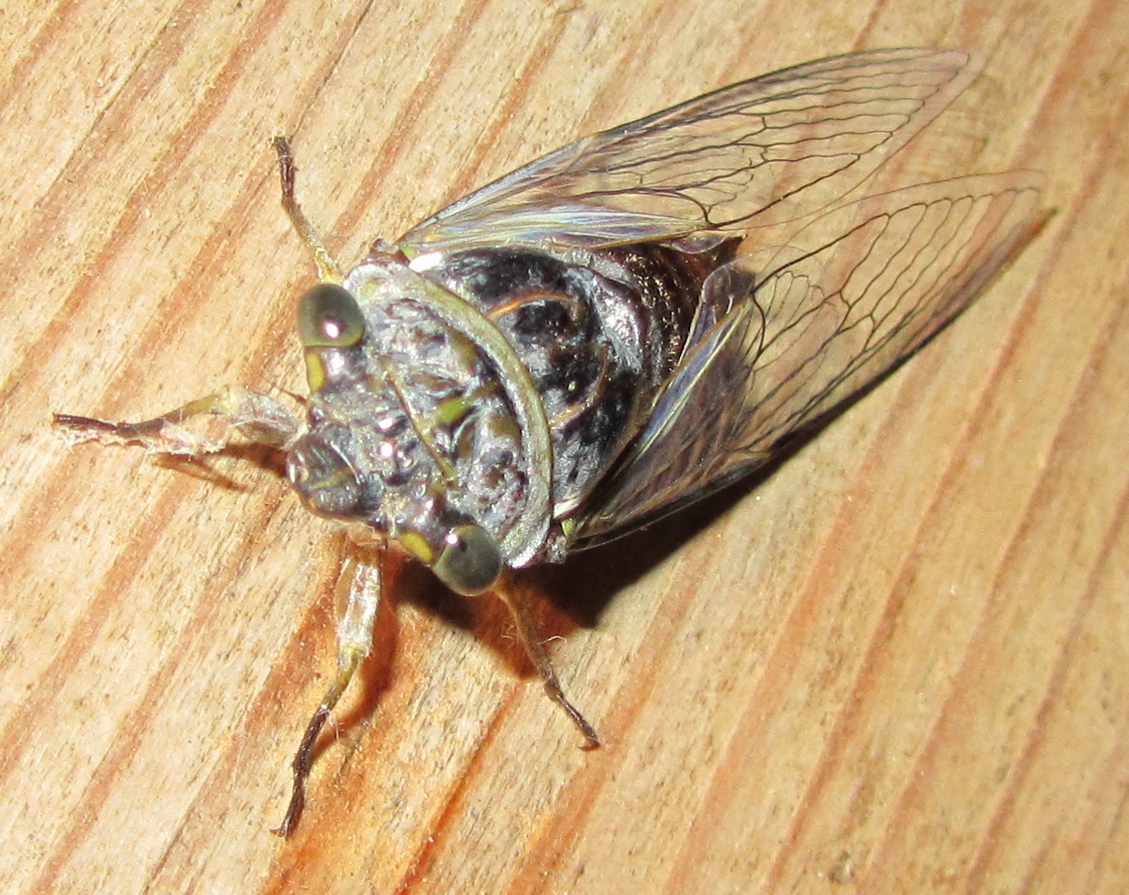 Hiking Curaçao - Flora and Fauna: Cicade - Cicada