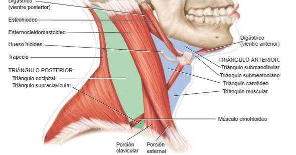 musculos de los seres humanos: Músculos del cuello que mueven la cabeza