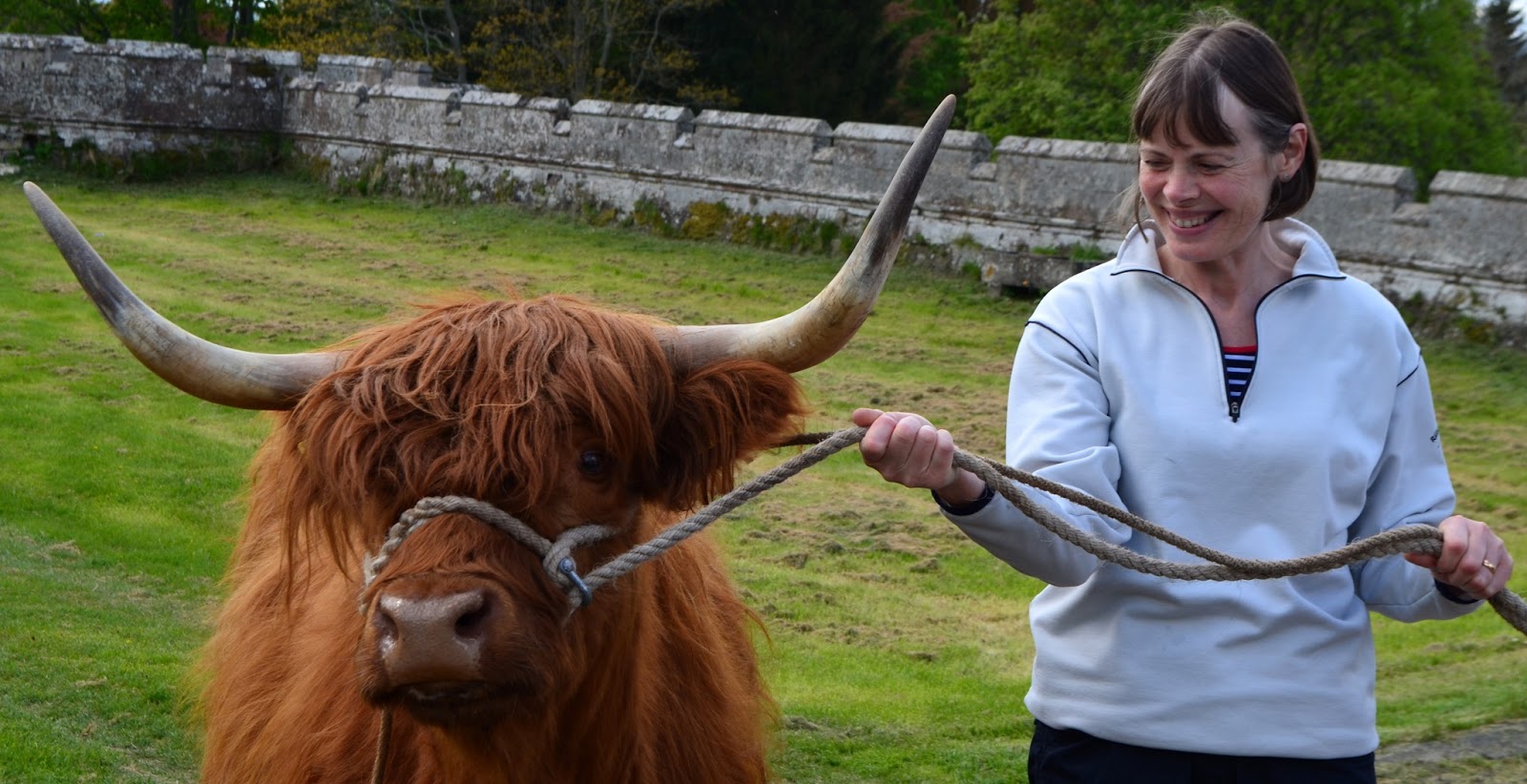 Tour Scotland: Tour Scotland Video Highland Cow And Calf Scone Palace ...