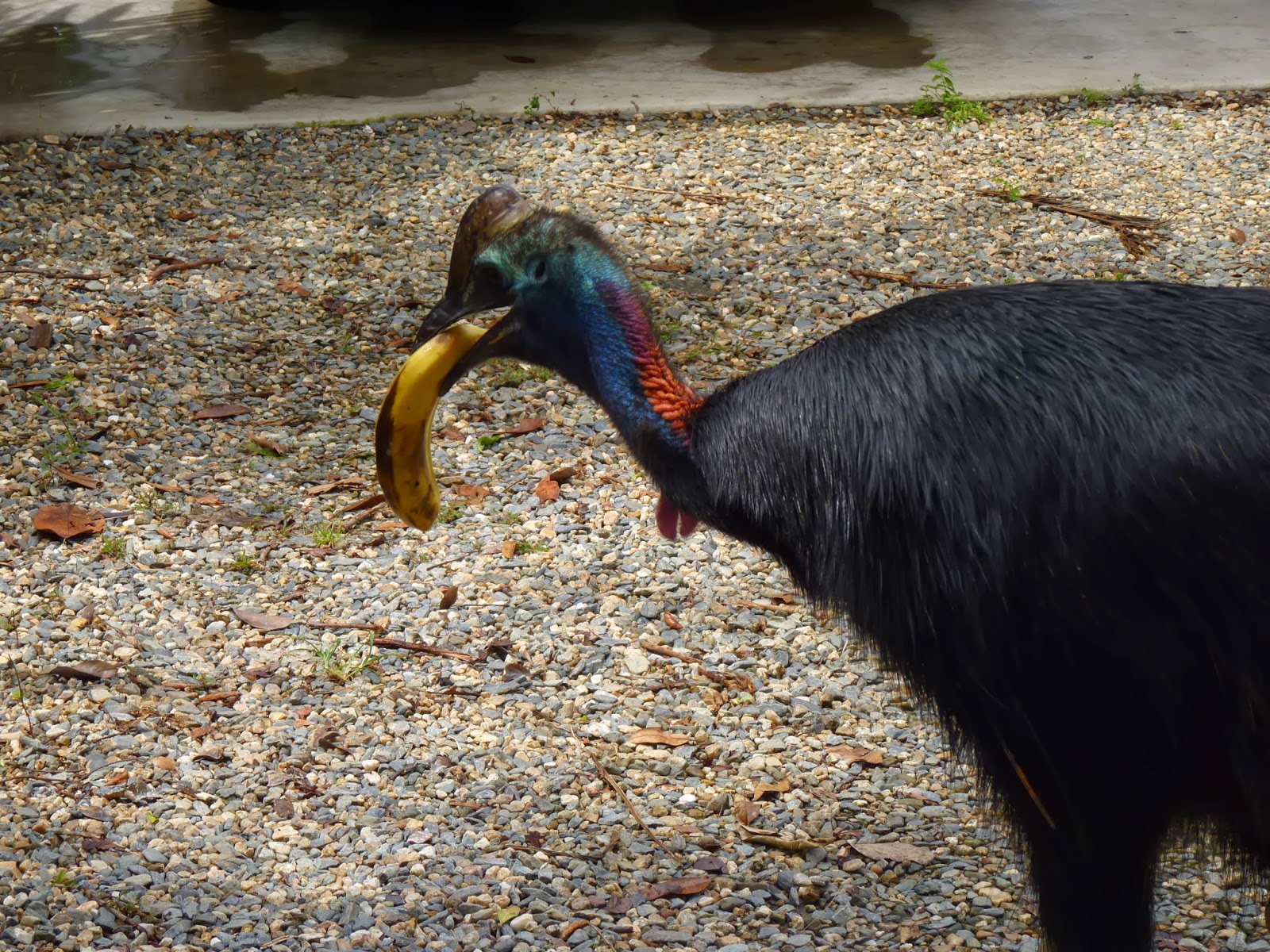 Cassowary Eating