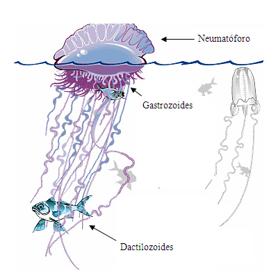 BIOLOGÍA - 5to biológico: Cnidarios (para repasar para control de práctico)