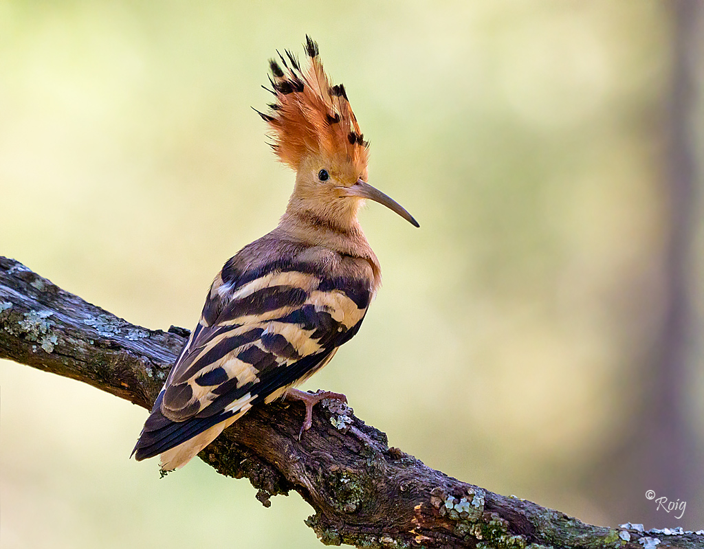 FotoRoig: Puput (Upupa epops)