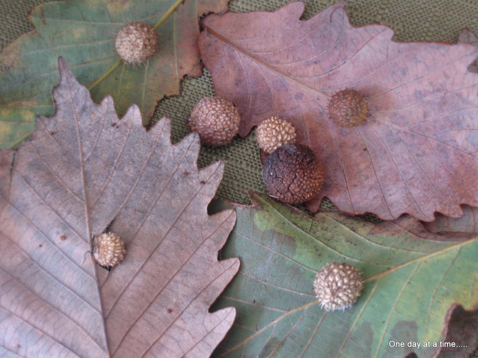 One day at a time.....: Nature Study-Acorns and Hedgehog Galls