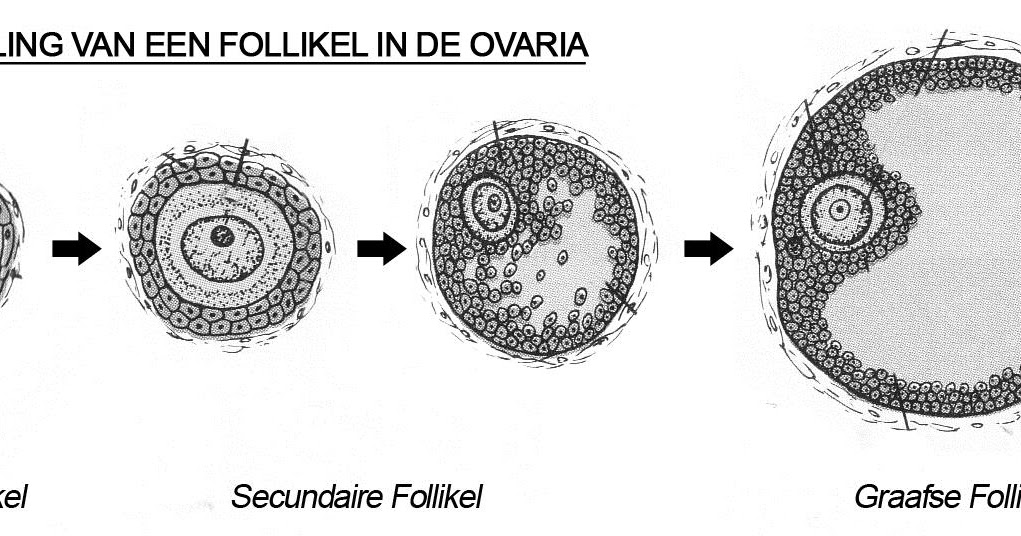 TurkishTatarGirl: Biologie Periode 3