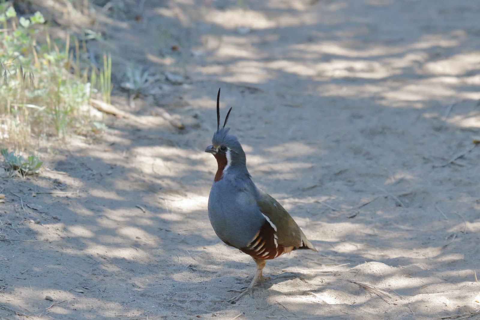 Close Encounters of the Mountain Quail kind - Greg in San Diego