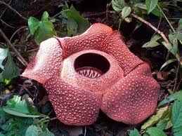 BUNGA RAFLESIA