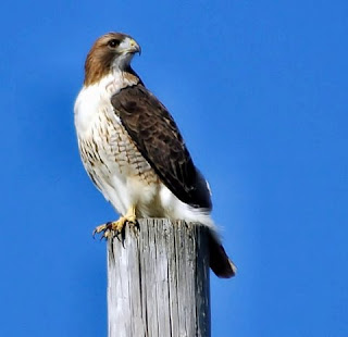 "Bird Poop" of north Texas: a very common bird you'll rarely see / Red ...
