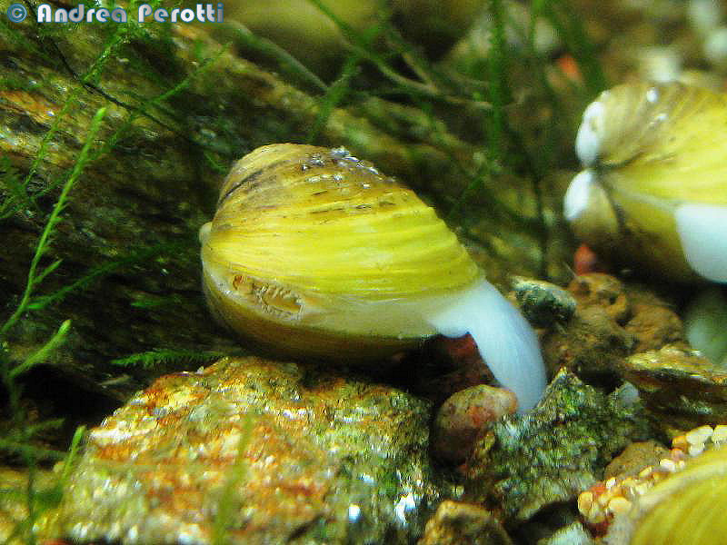 Aqua Experience: Scheda: Corbicula fluminea