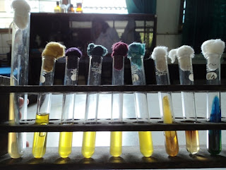 Identifikasi Bakteri Gram Positif dan Gram Negatif ~ Analis Kesehatan ...