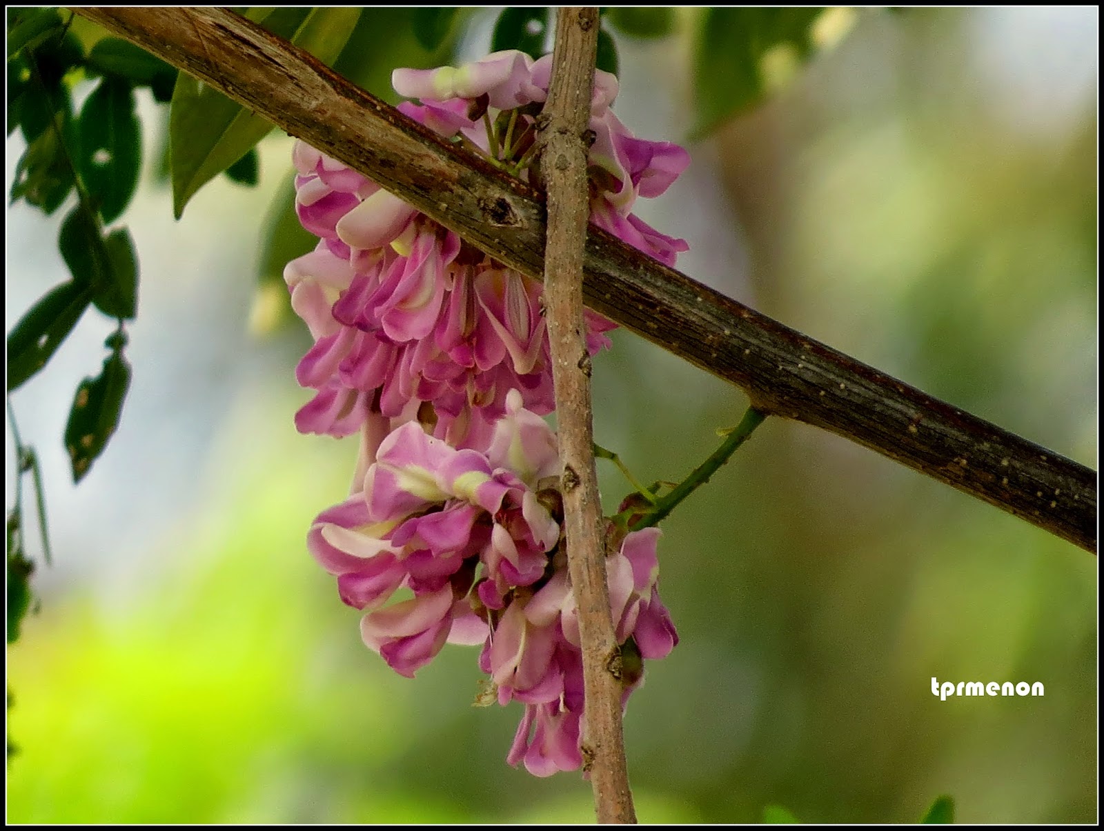 Raghu's jottings....: Gliricidia flowers...