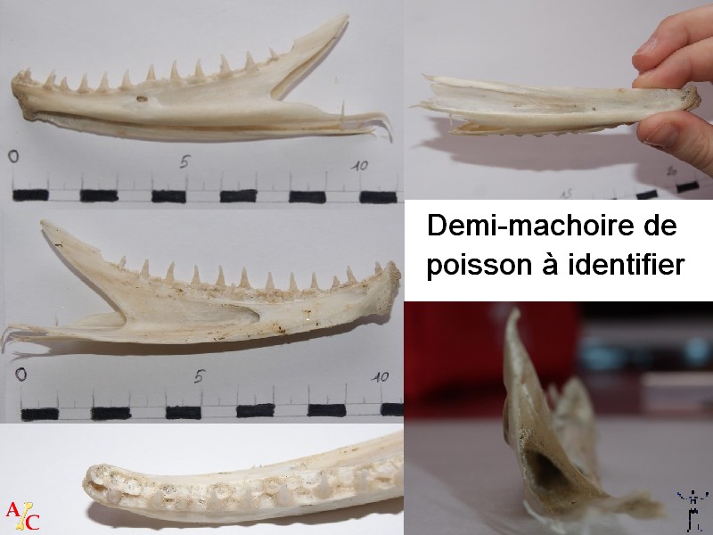 Squelettes Story: Mâchoires de baudroie(Jaws of monkfish)