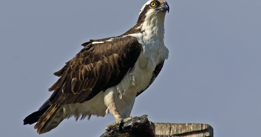 Osprey | The Life of Animals