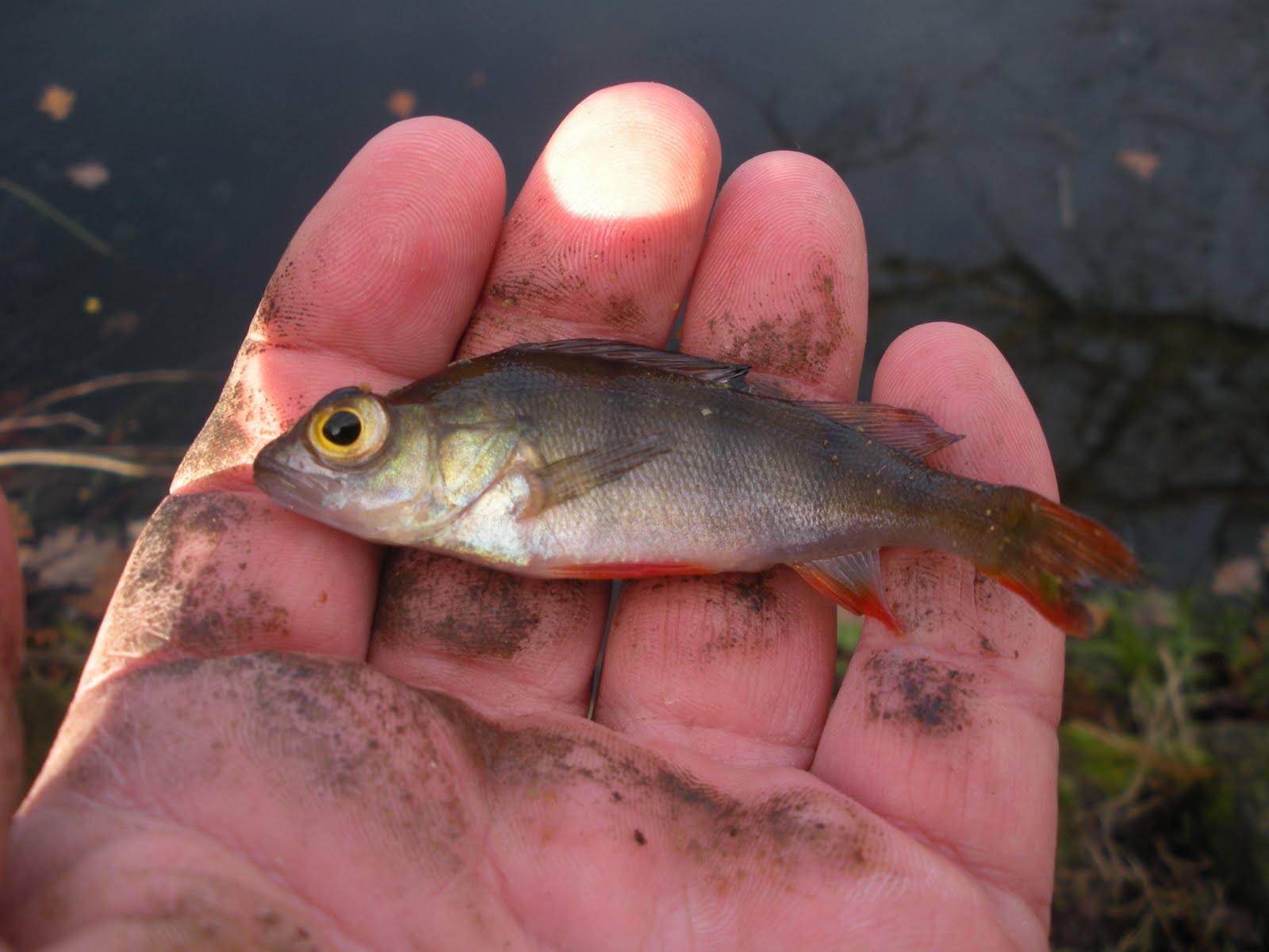 Pikey's Progress: Long Copse Ponds - Sunday 18th December 2011
