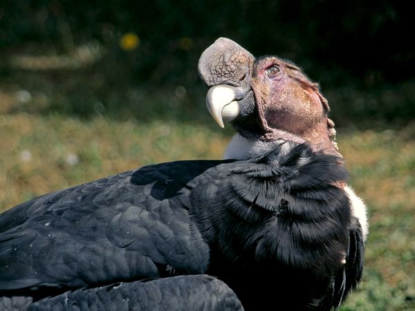 Andean Condor (Vultur gryphus):facts the animal world