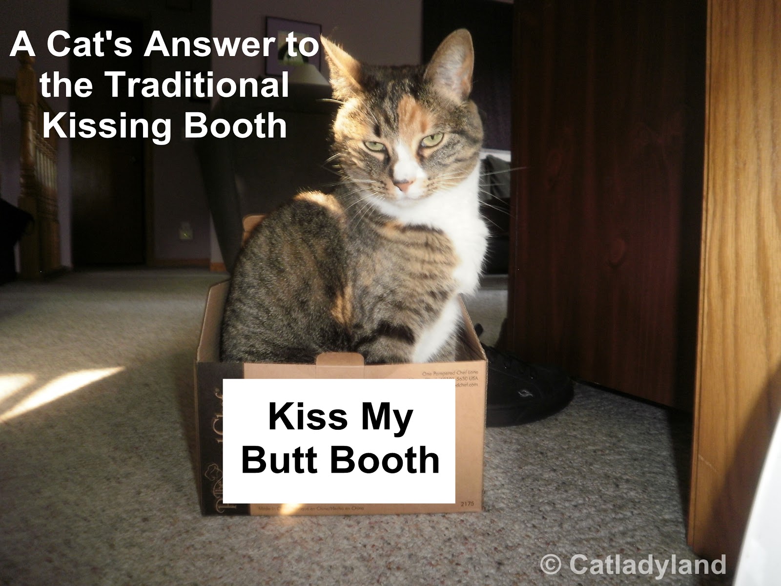 Catladyland: Cats are Funny: Kissy-Kissy Kitty