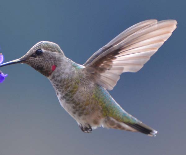 eugenehummingbirds: Hummingbirds....Girls, Boys, Young, Old!
