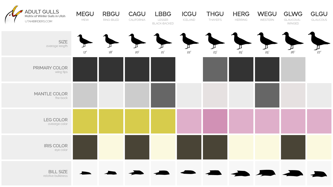 Utah Birders | Birding Blog, Utah Birds, Utah Birding, Utah Bird ID ...