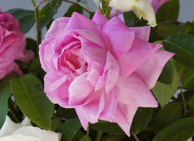 Organic Garden Dreams: December Roses