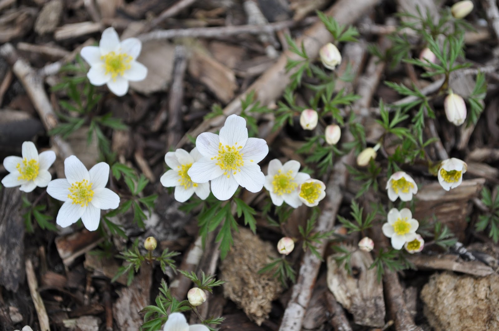 Den bly viol: Anemoner