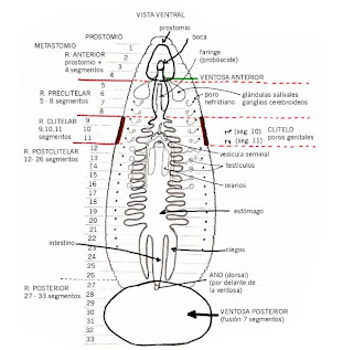 Filo Annelidae: Hirudinea
