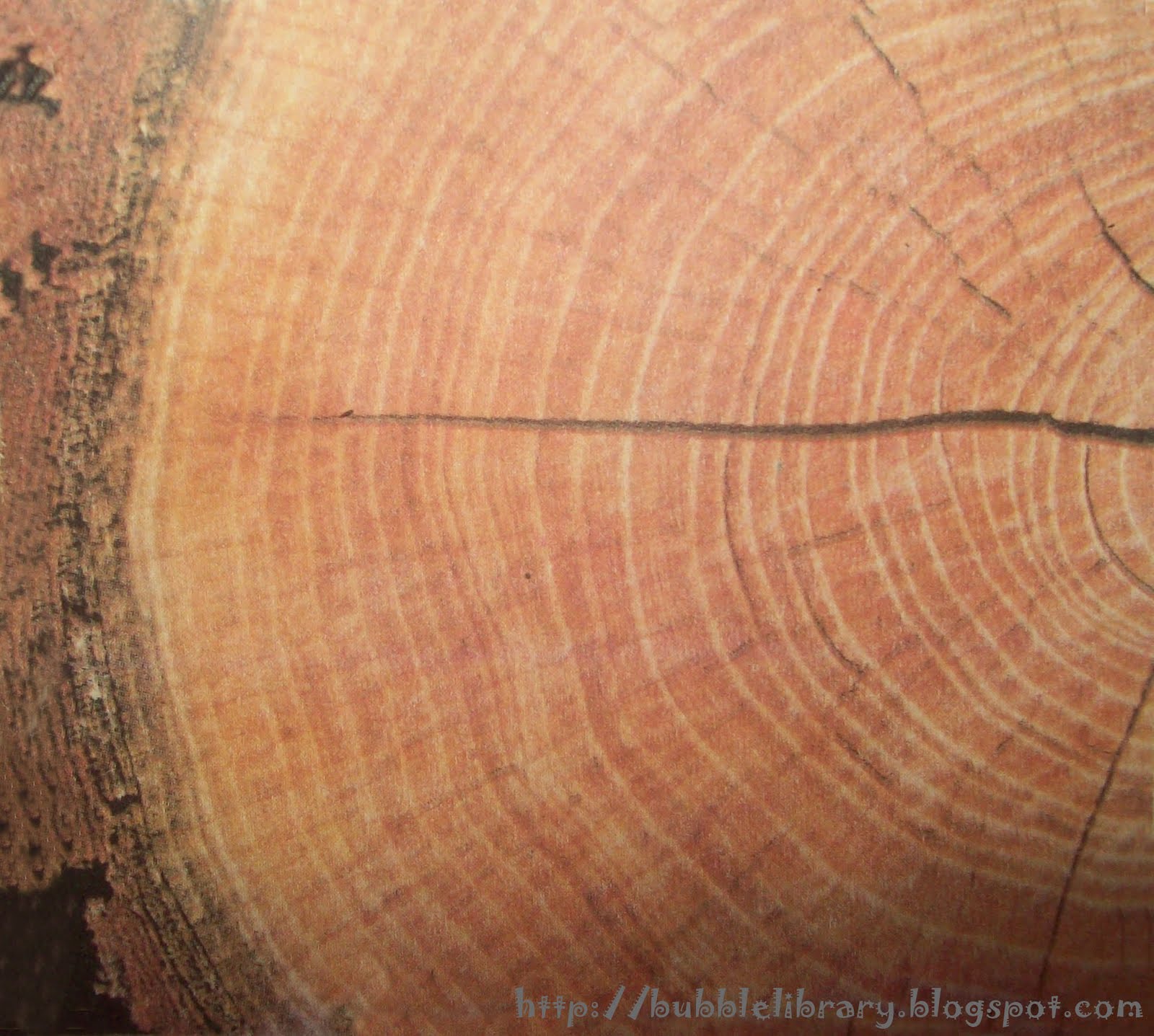 B u B b L e L i B R A R Y: Why does wood have a grain?