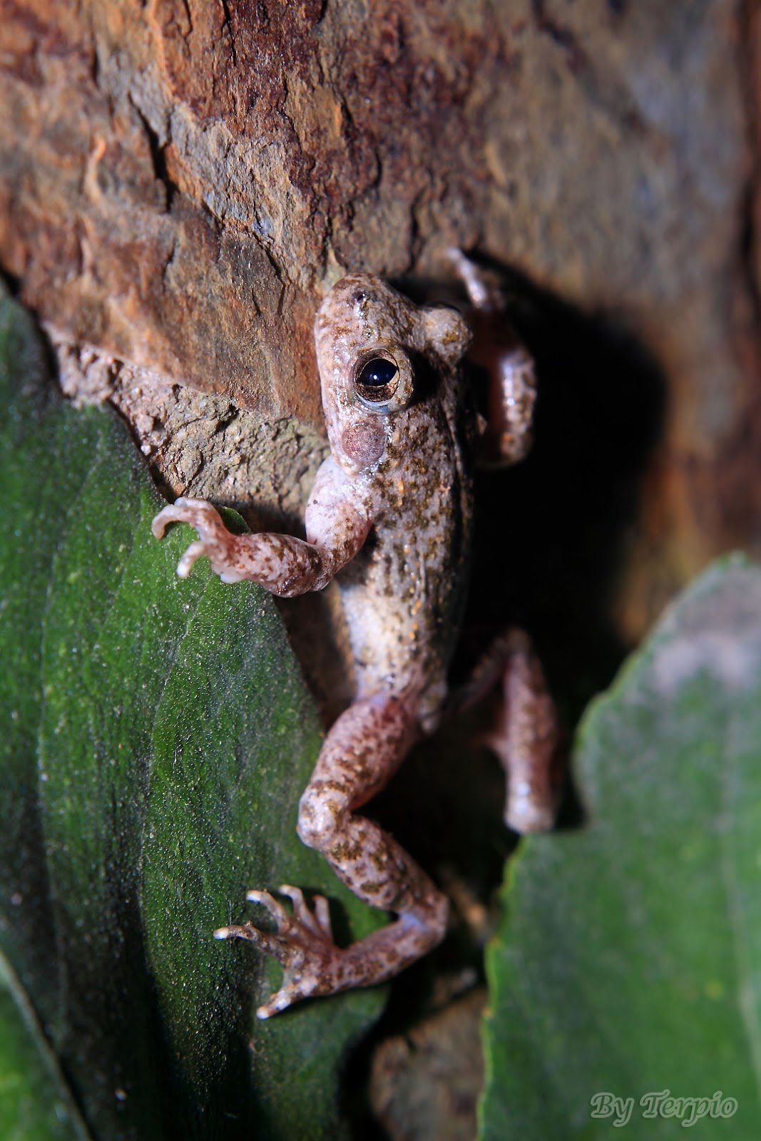 Viajes, Salidas, Naturaleza, (Fotografía).: Sapo Partero Común (Alytes ...