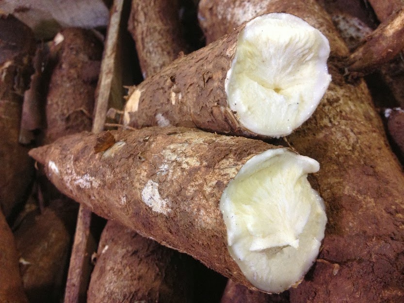 Diário de Uma Quase . . .: Mandioca - Alimentos Orgânicos - Como Plantar