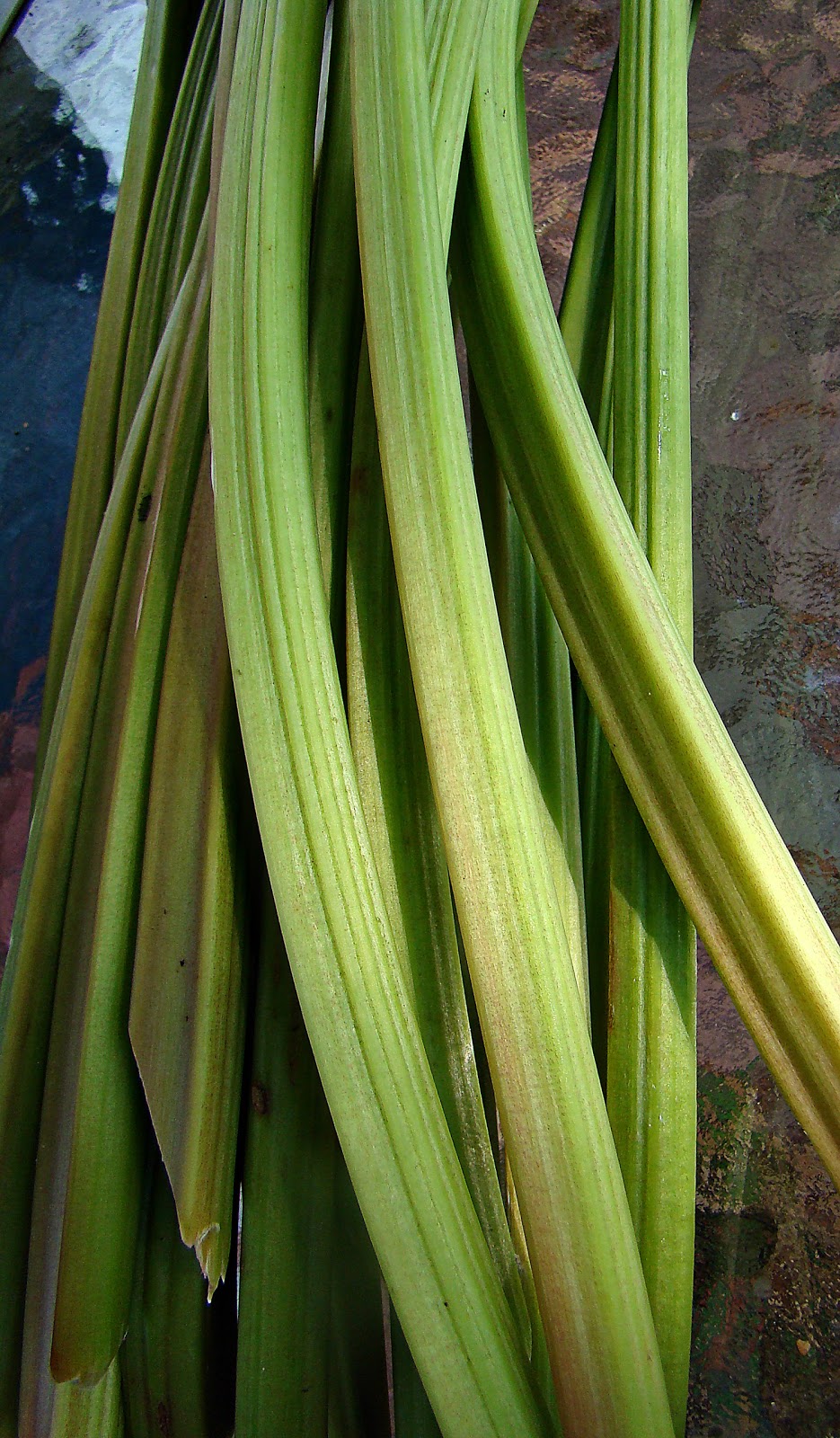 Rurification | Robin Edmundson: Rhubarb