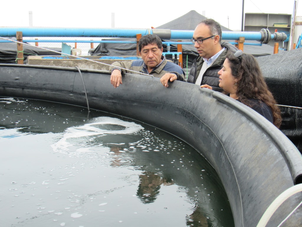 Así Surgen...: Cultivan ejemplares de corvina en Iquique