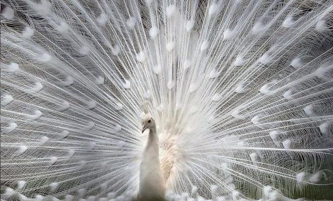 Rarest Things In The World | HOW CAN DONE