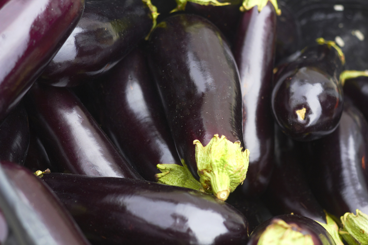 ISAAA.ORG Blog: The trial of Bt talong field trials