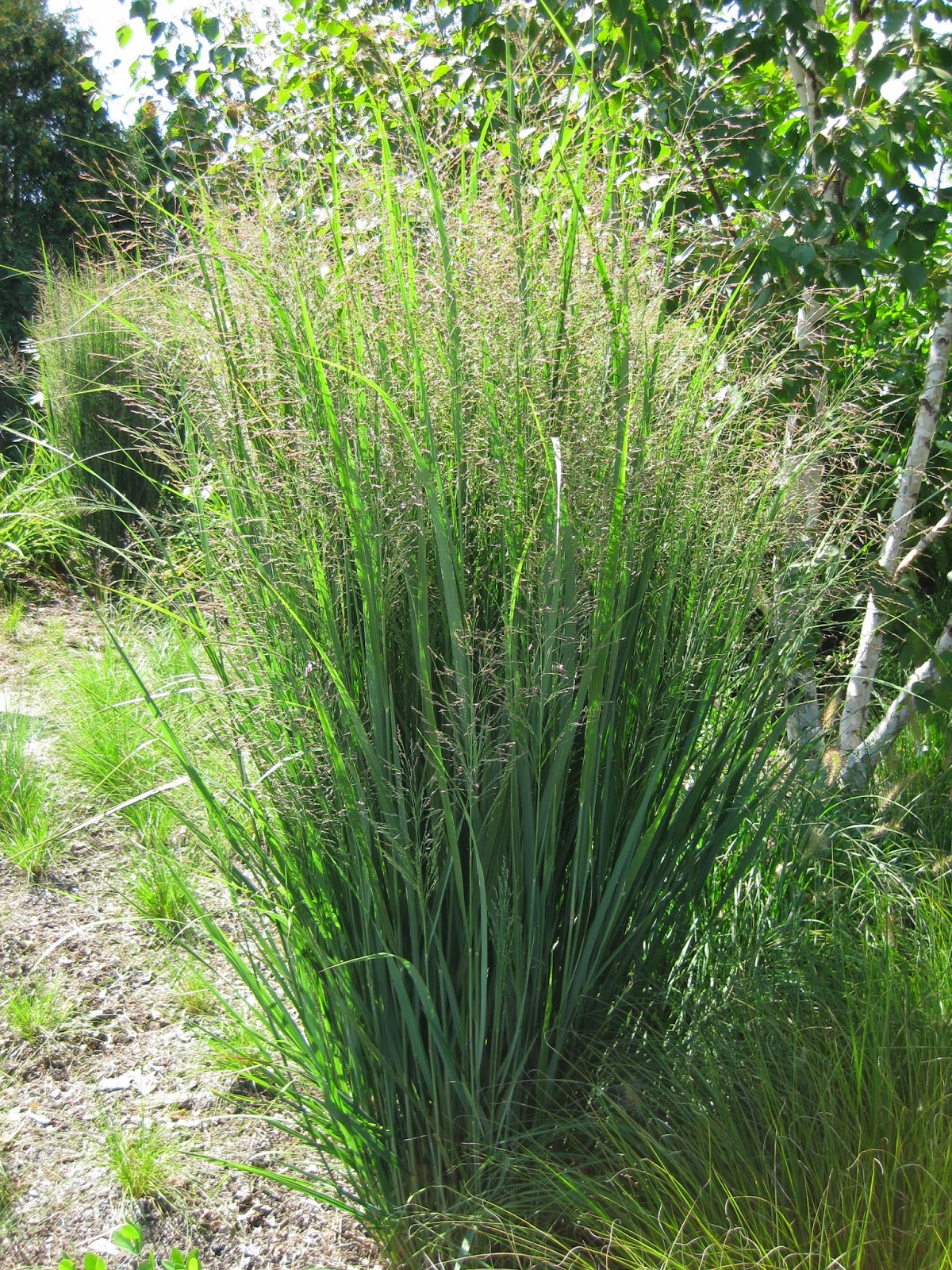 Rotary Botanical Gardens - Hort Blog: 'Northwind' Switchgrass (PPA 2014 ...