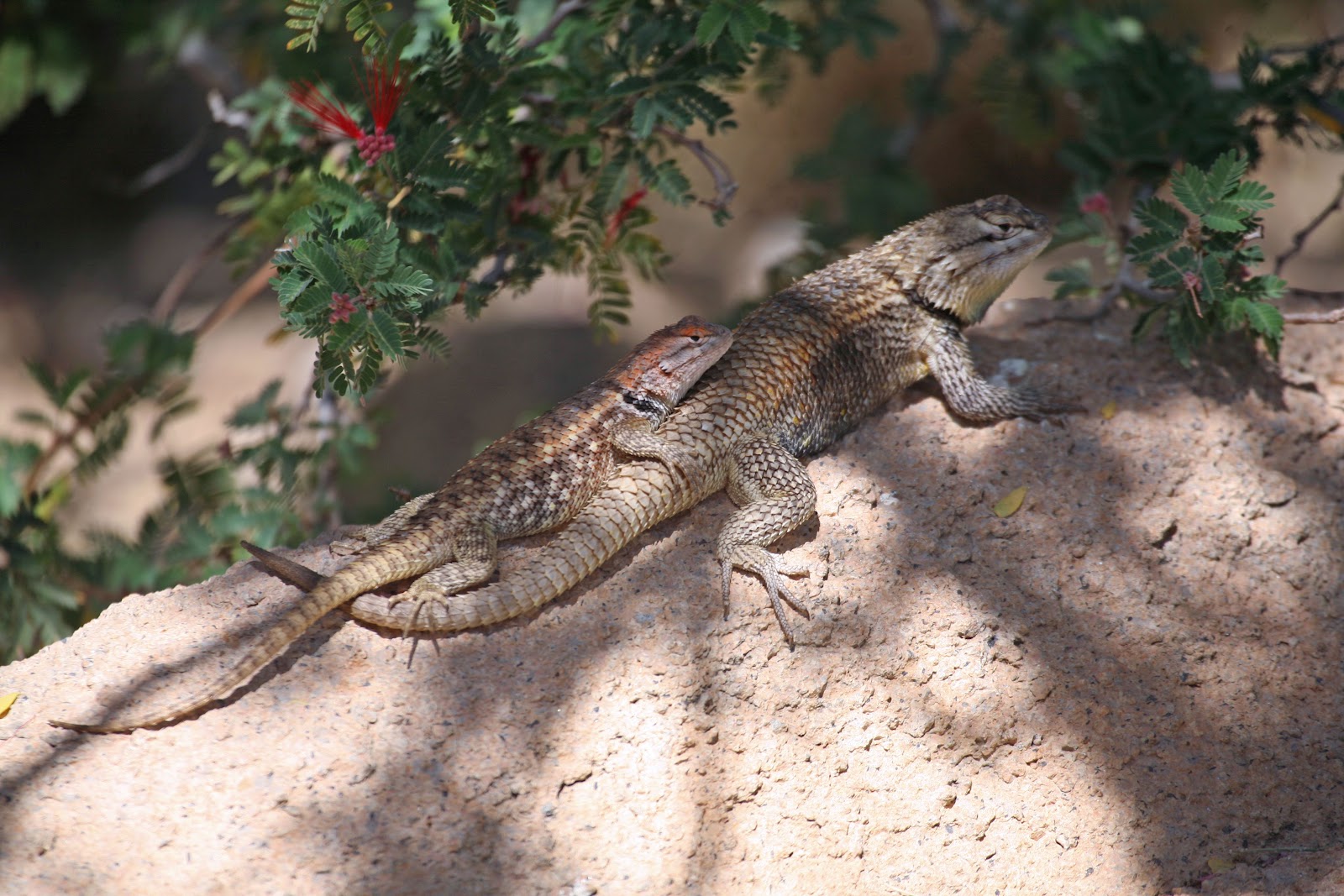 The Azure Gate: Mothers with Babies, Last one