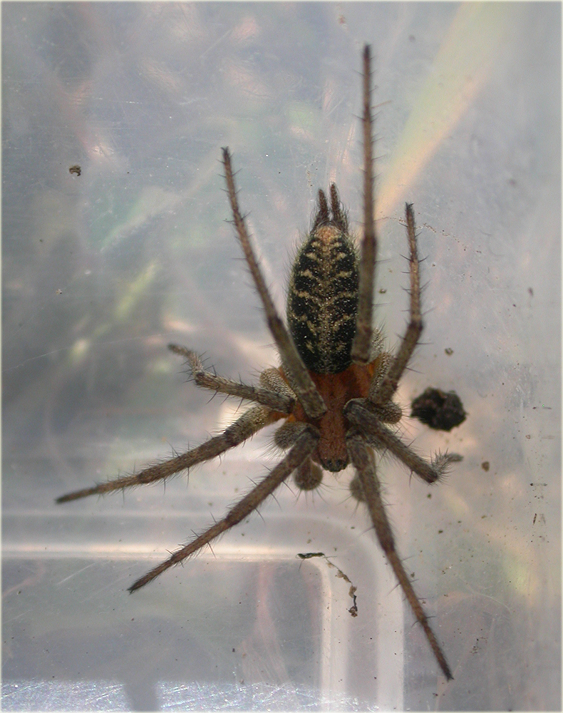 Arachnerds: Labyrinth Spider - Agelena labyrinthica