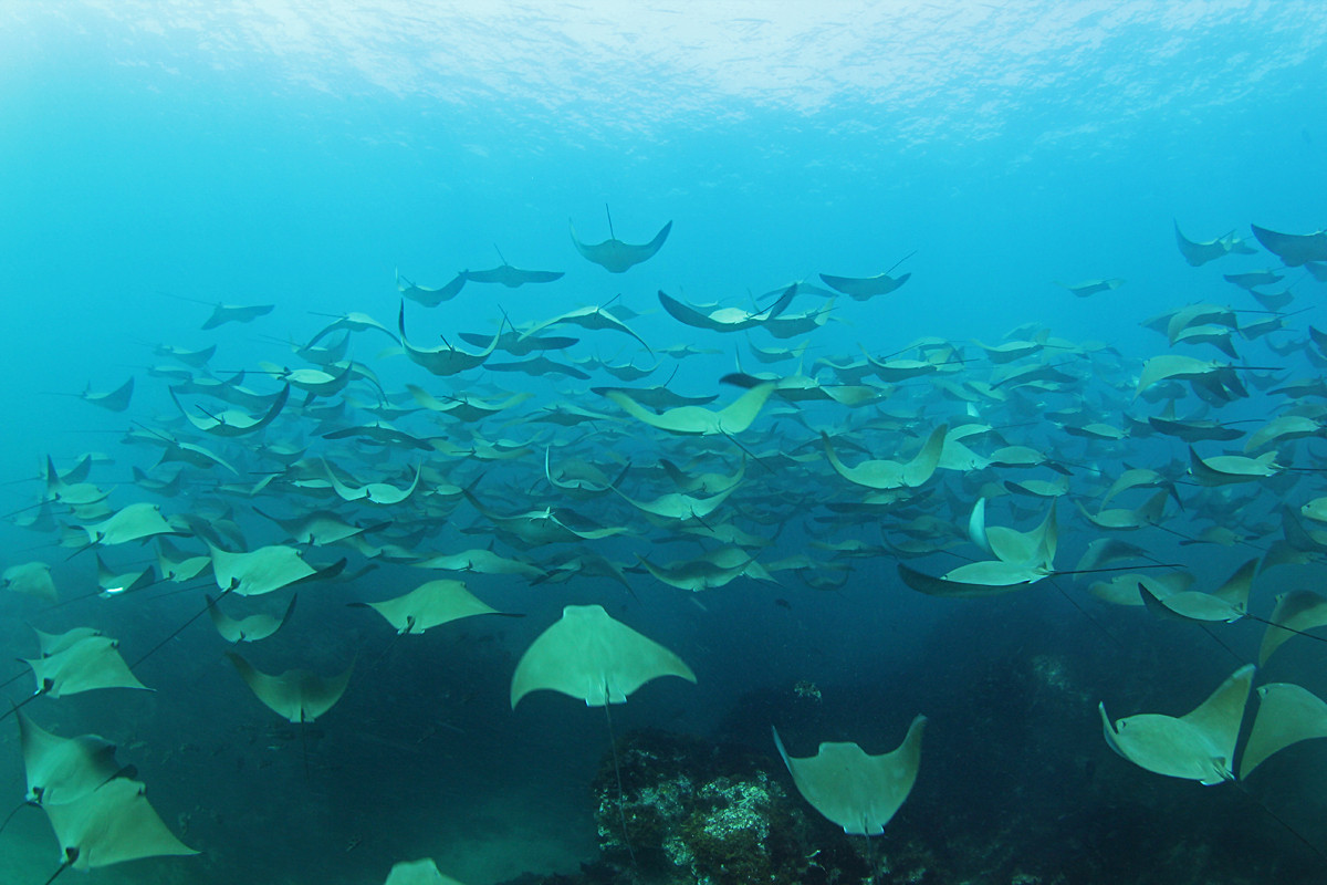 The Amazing World : Cownose Ray Migration (The great ocean migration ...