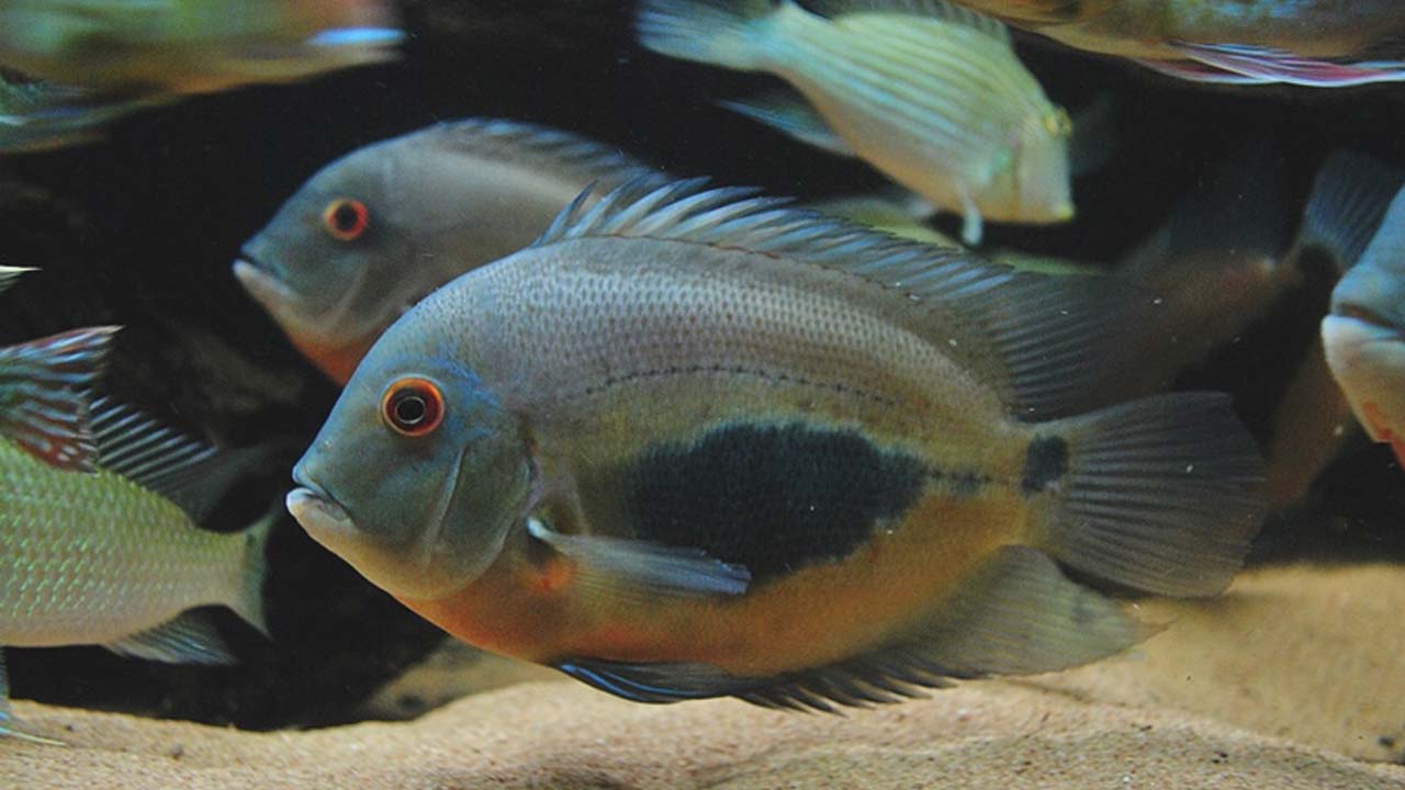 Animals Names That Start With U | Animals Name A To Z