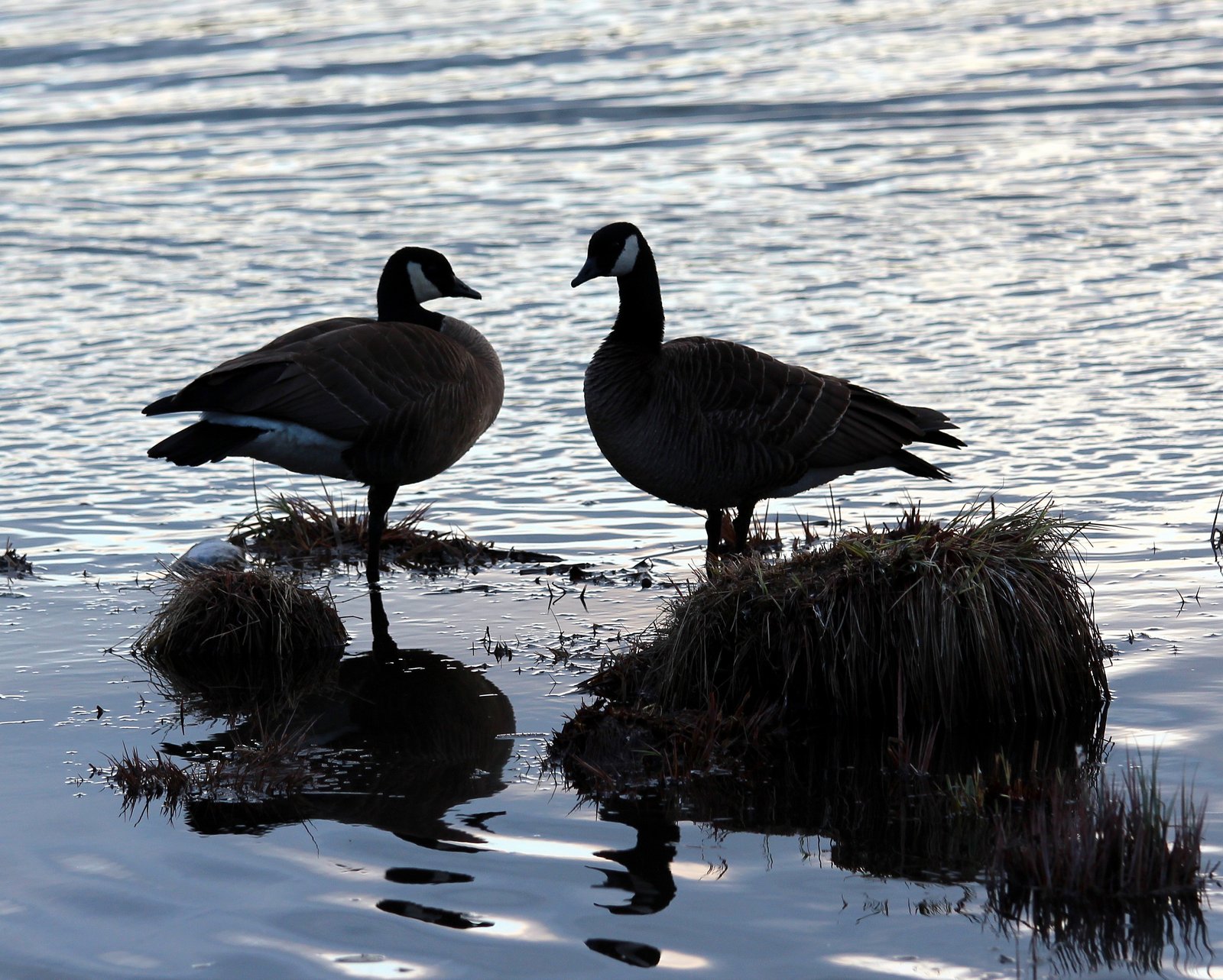 Geese in Love